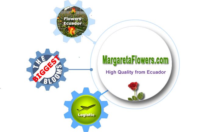 Margareta Export Flowers - Ecuadorian Rose Farms & Global Exporter
