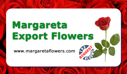 Margareta Export Flowers - Ecuadorian Rose Farms & Global Exporter
